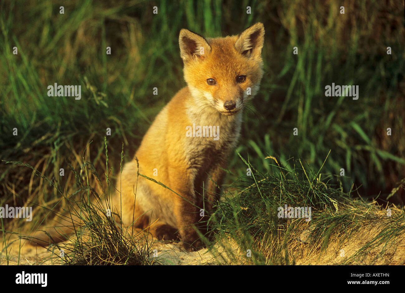 Red fox sitting hi-res stock photography and images - Alamy