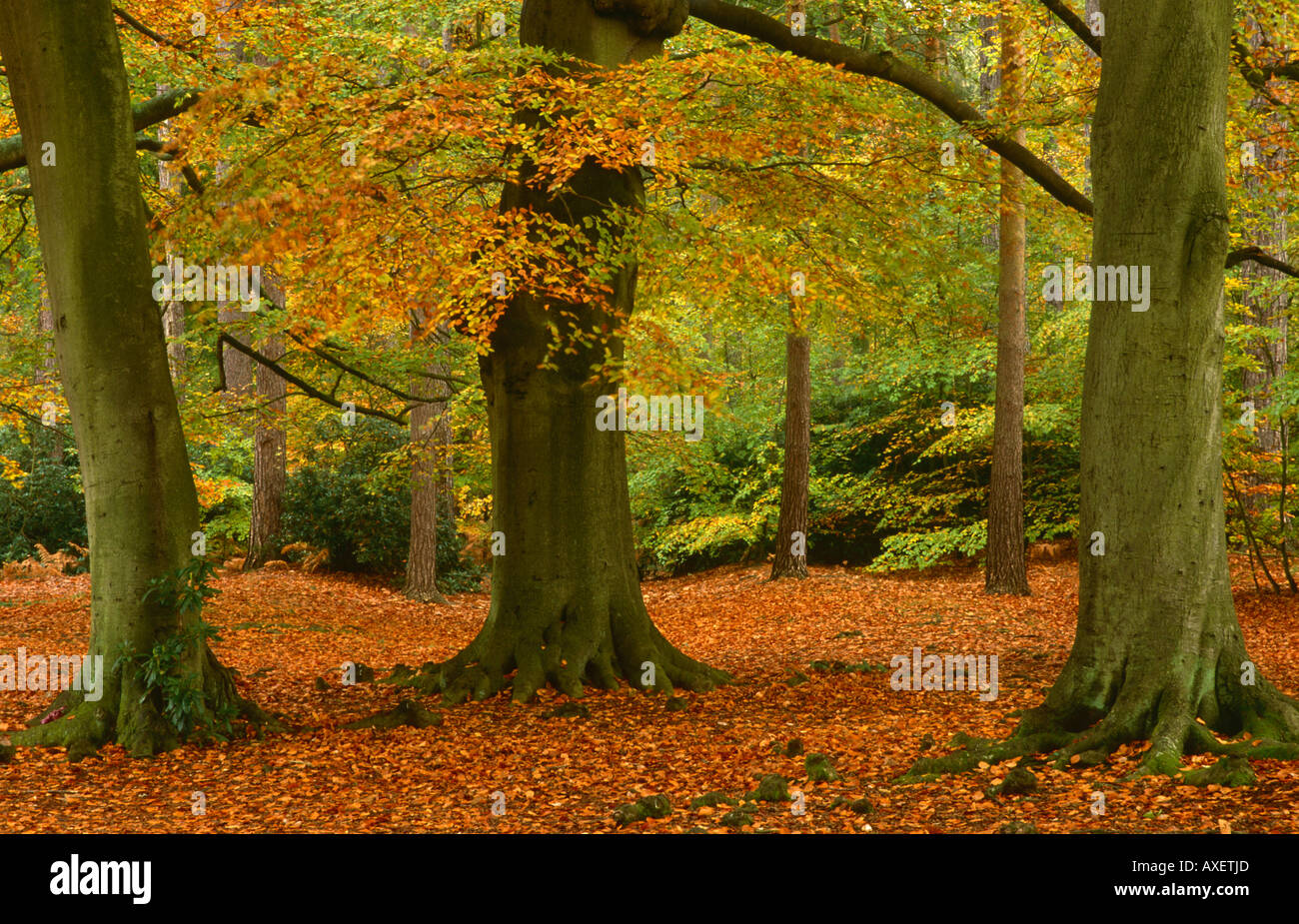 Beech Trees in Autumn, by Virginia Water, Windsor Great Park, Berkshire ...
