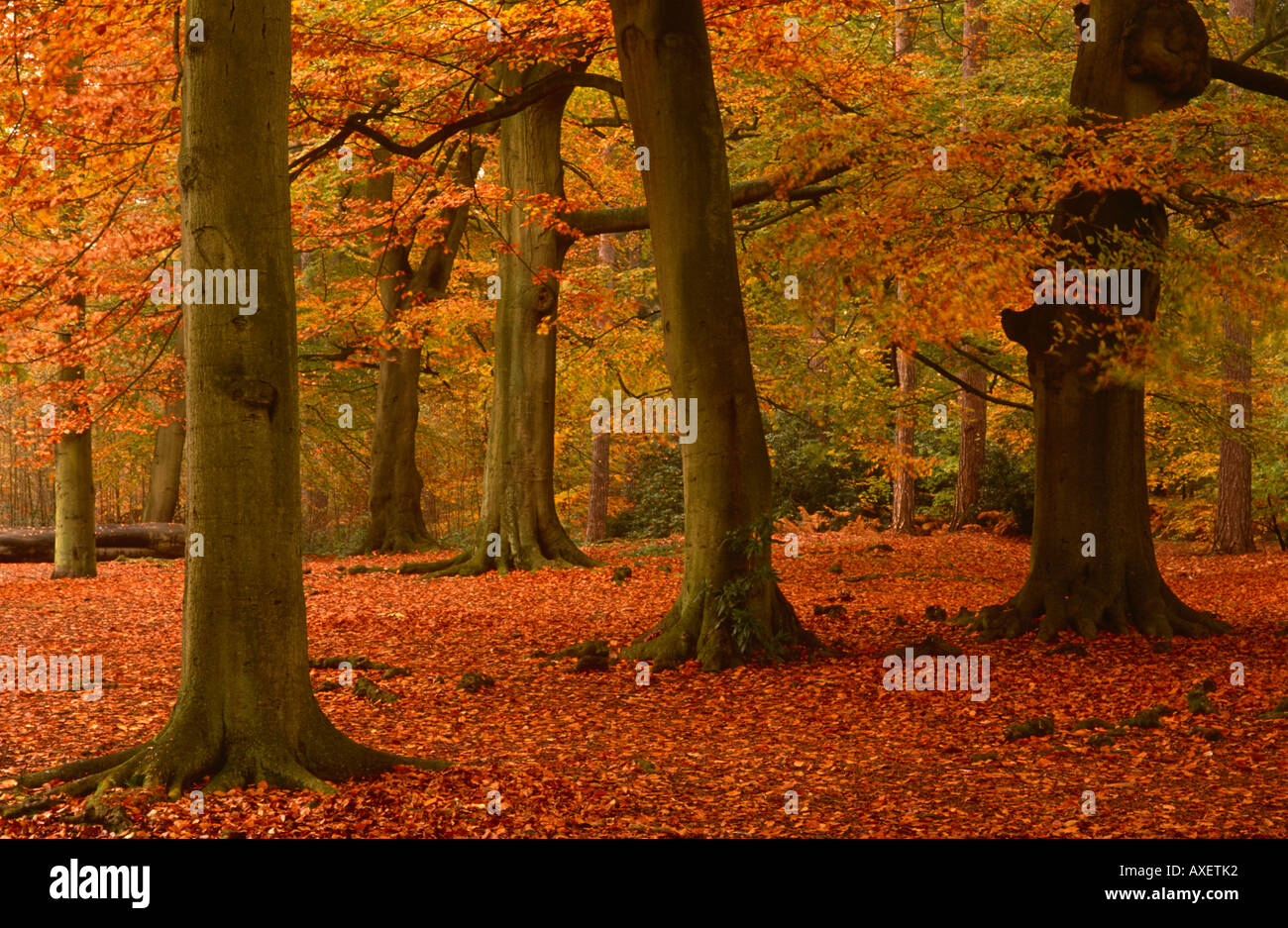 Beech Trees in Autumn, by Virginia Water, Windsor Great Park, Berkshire ...