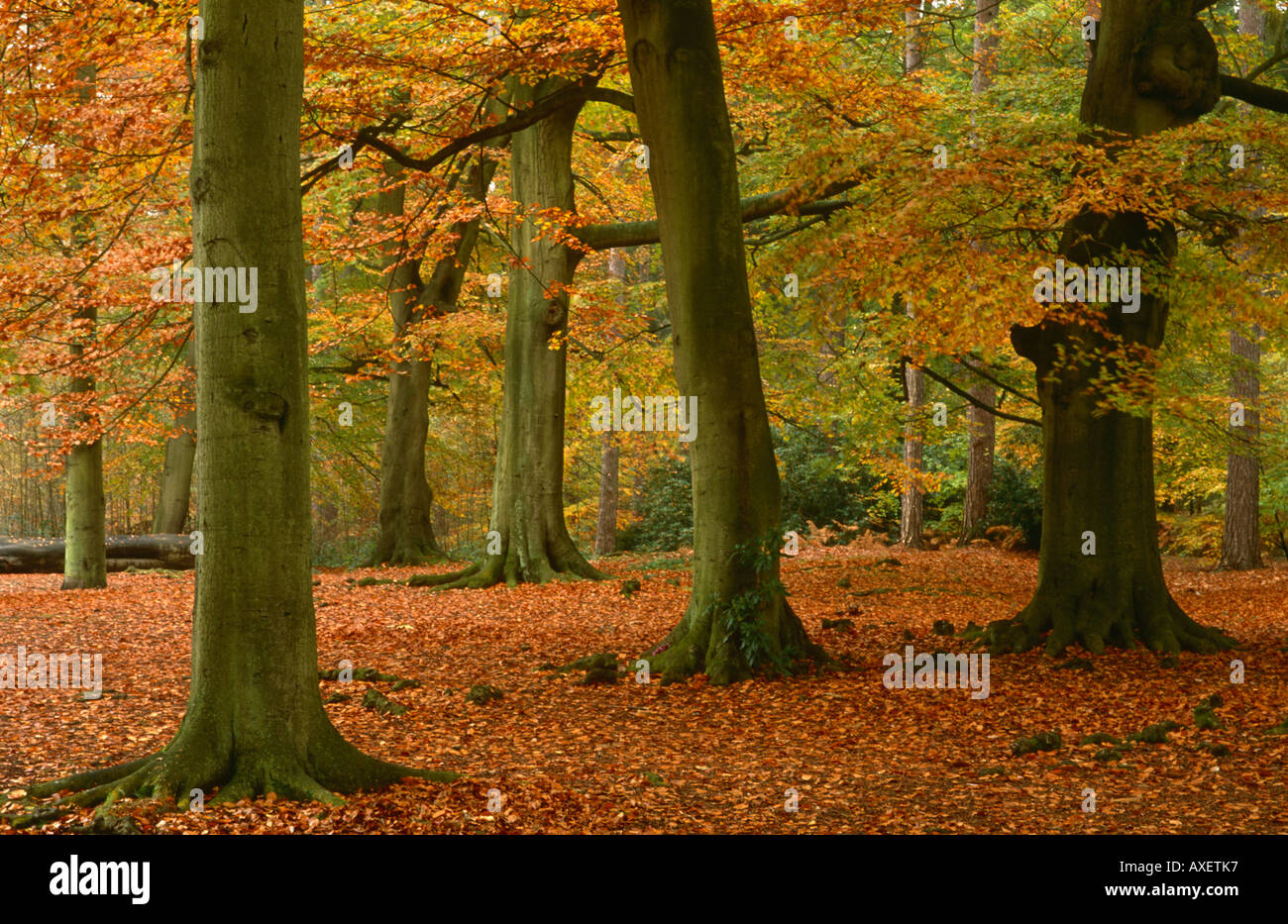Beech Trees in Autumn, by Virginia Water, Windsor Great Park, Berkshire ...