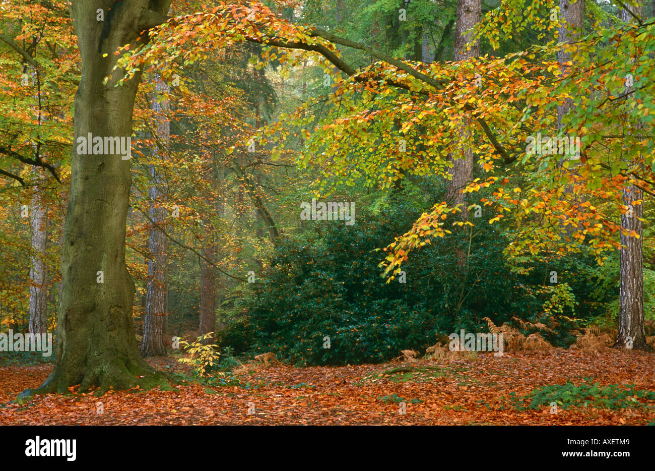 Beech Trees in Autumn, by Virginia Water, Windsor Great Park, Berkshire ...