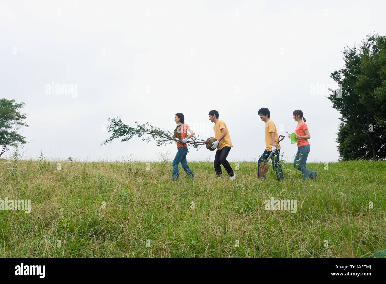 Young people carrying tree Stock Photo - Alamy