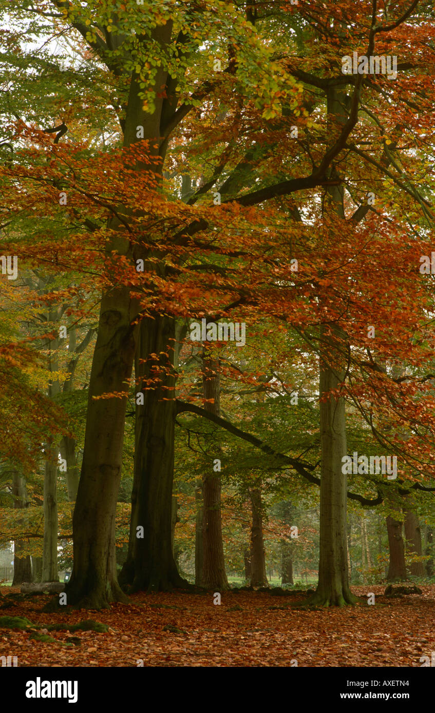 Beech Trees in Autumn, by Virginia Water, Windsor Great Park, Berkshire ...