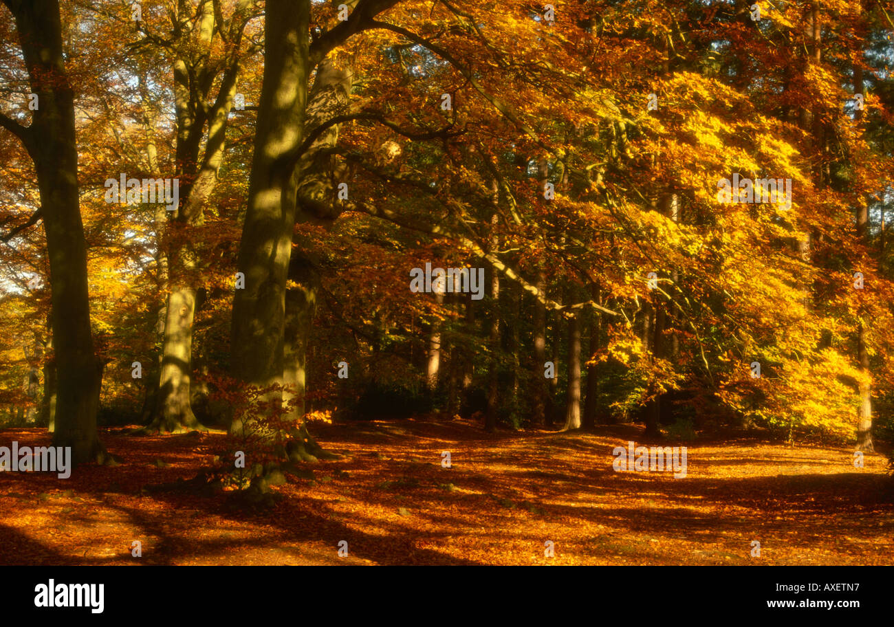 Beech Trees in Autumn, by Virginia Water, Windsor Great Park, Berkshire ...