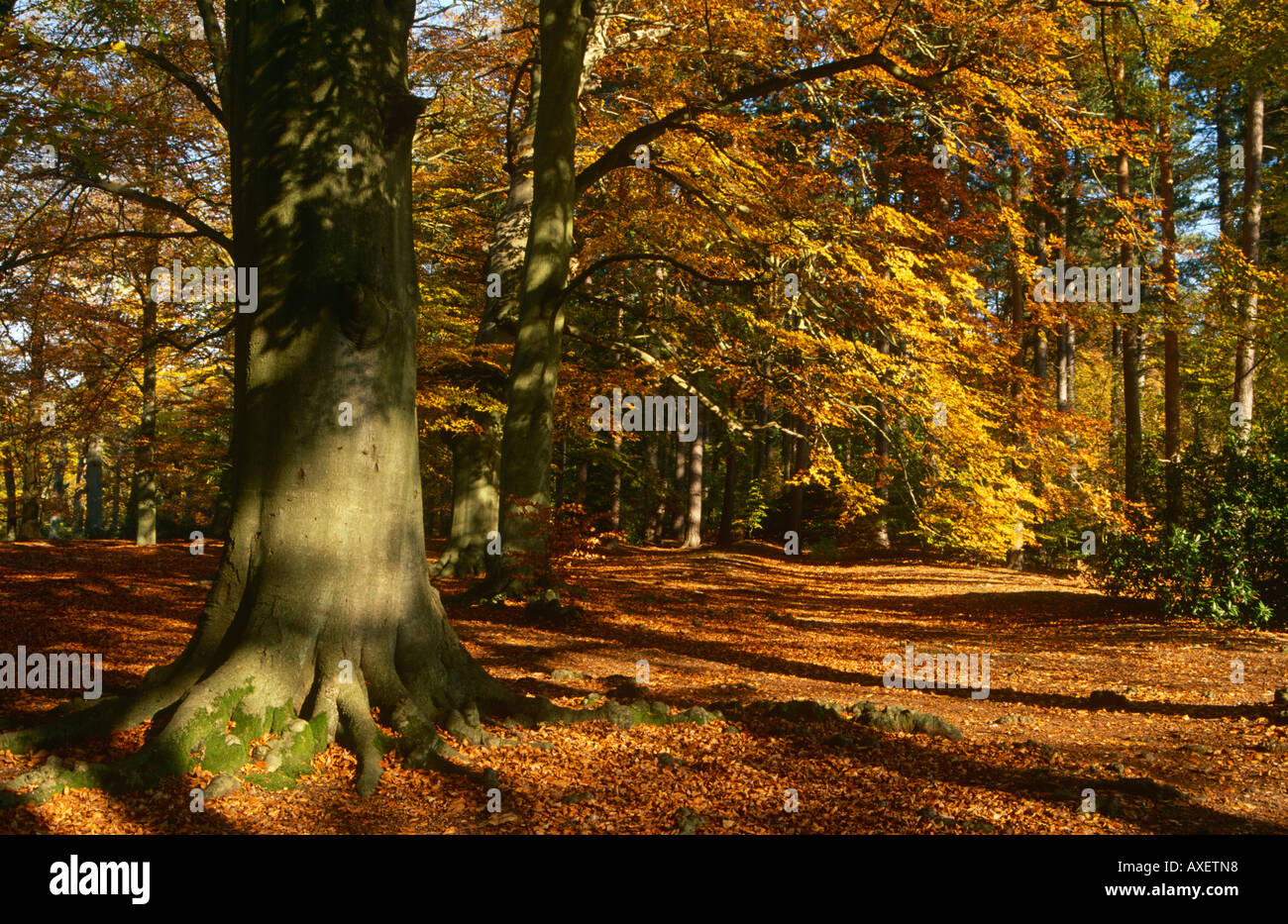 Beech Trees in Autumn, by Virginia Water, Windsor Great Park, Berkshire ...
