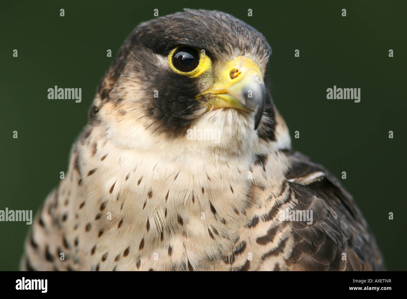 Biarmicus hi-res stock photography and images - Alamy