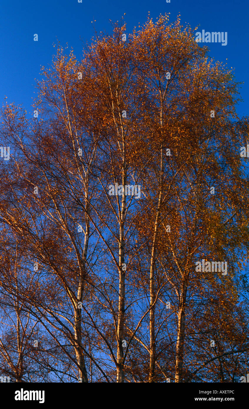 Birch Trees in Autumn, by Virginia Water, Windsor Great Park, Berkshire ...