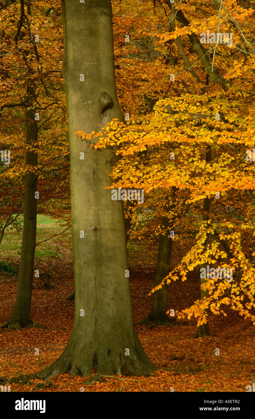 Beech Trees in Autumn, by Virginia Water, Windsor Great Park, Berkshire ...