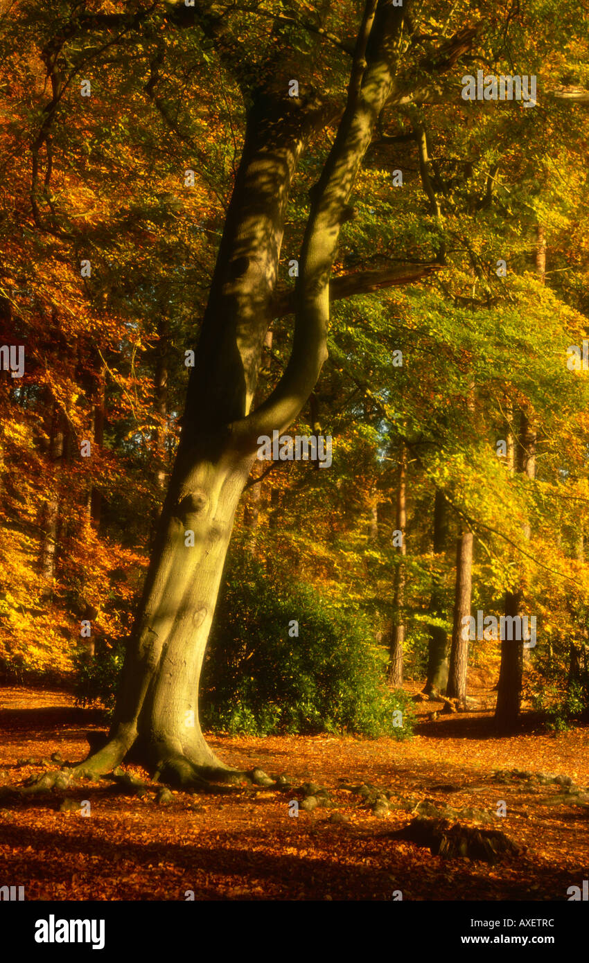 Beech Tree in Autumn, by Virginia Water, Windsor Great Park, Berkshire ...