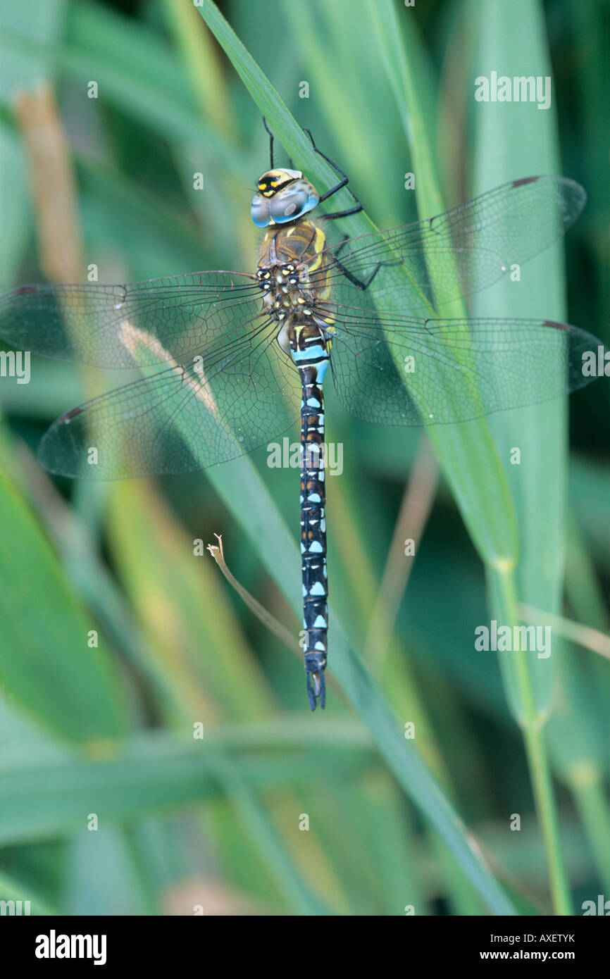 Common aeshna wings open hi-res stock photography and images - Alamy