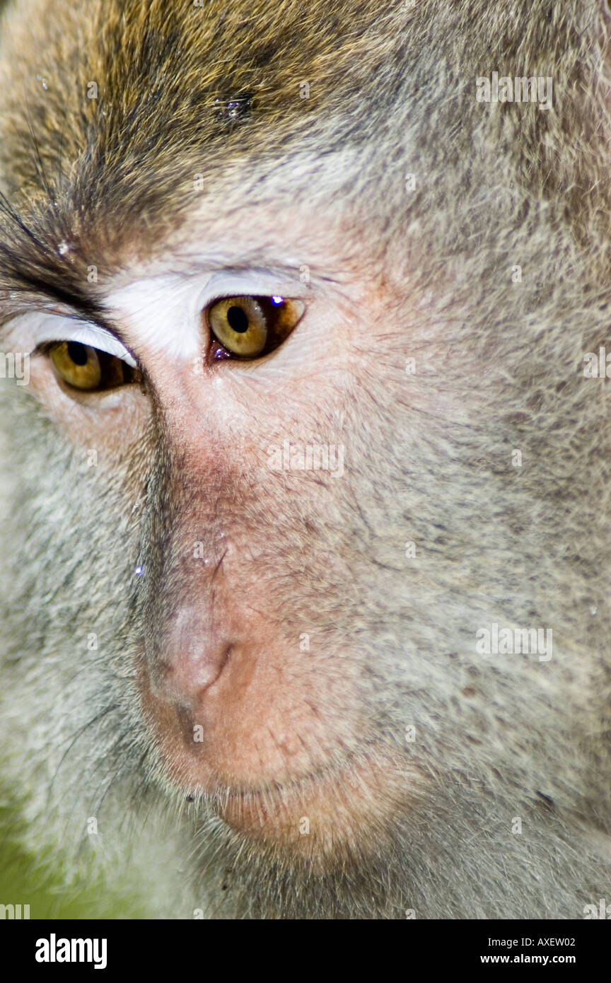 A Balinese Macaque at the Sacred Monkey Forest Sanctuary in Ubud Bali ...