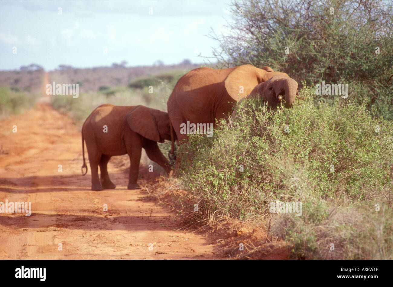 Red elephant and calf hi-res stock photography and images - Alamy