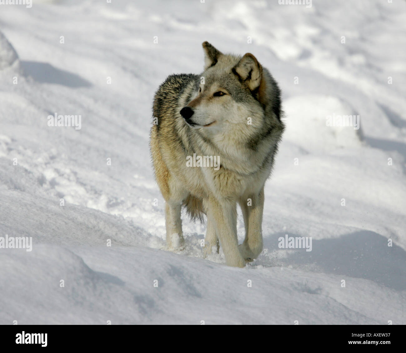 Wolf in Snow Stock Photo - Alamy