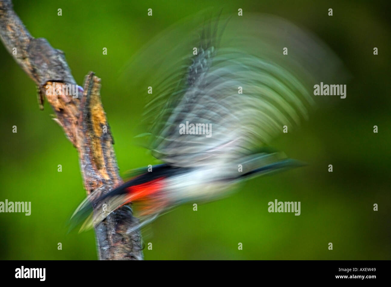 Woodpecker in flight Stock Photo - Alamy