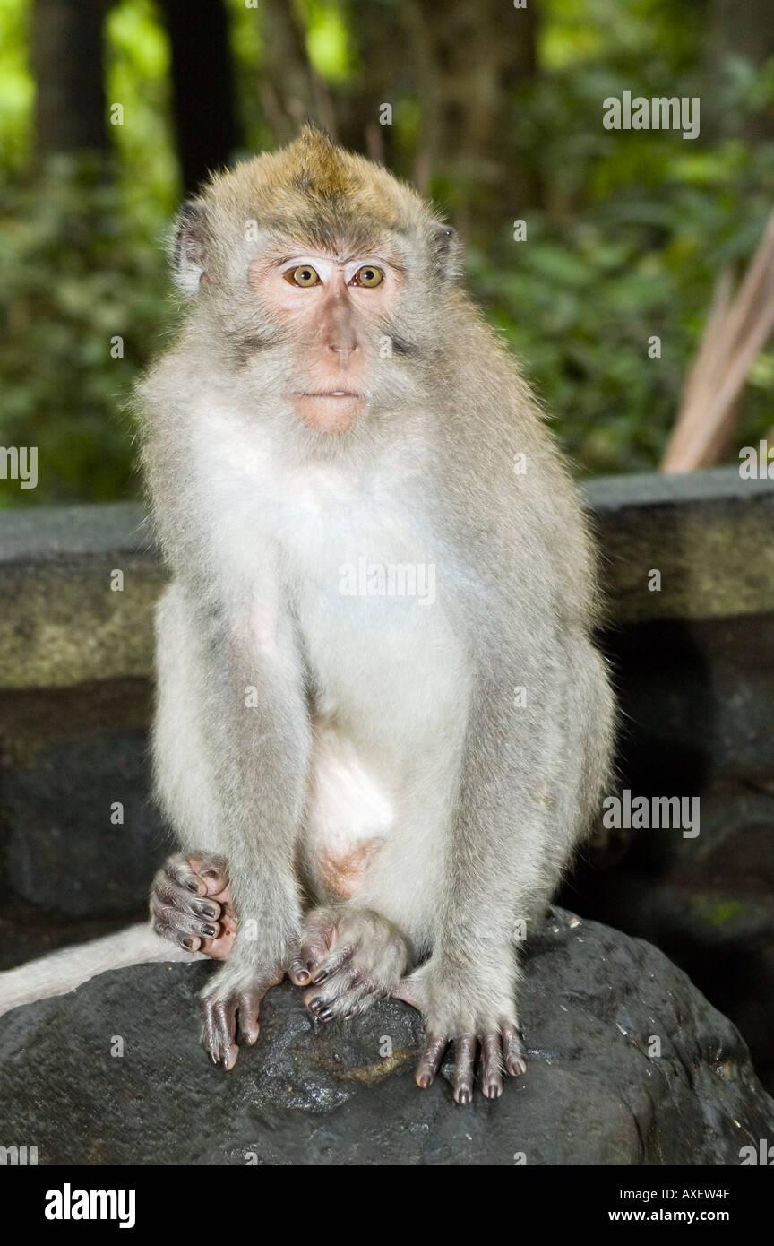 A Balinese Macaque at the Sacred Monkey Forest Sanctuary in Ubud Bali ...