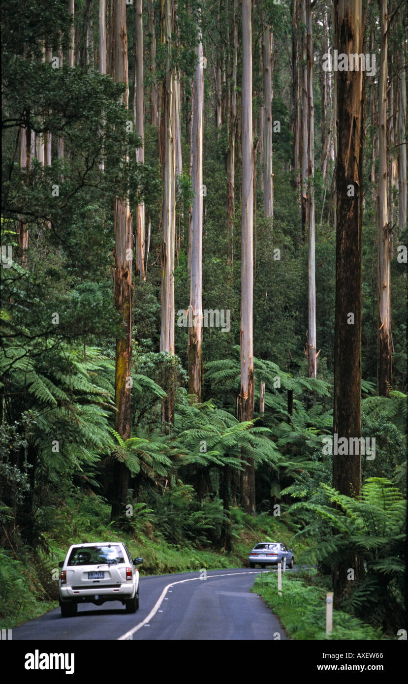 Dandenong Ranges, Victoria Australia Stock Photo - Alamy