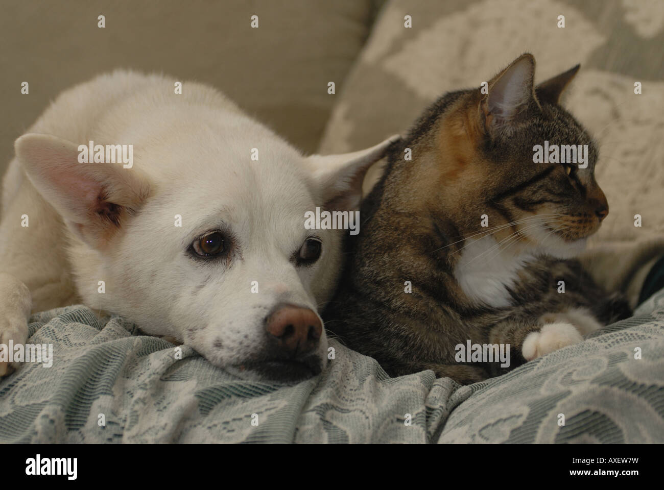 The photographers pets: Starch, an AUstralian SHepherd mix and his ...