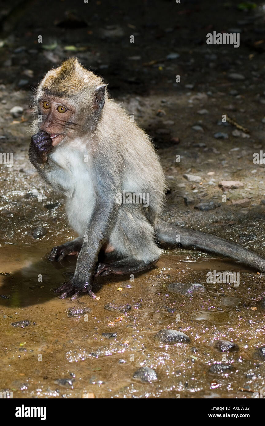 A young Balinese Macaque at the Sacred Monkey Forest Sanctuary in Ubud ...