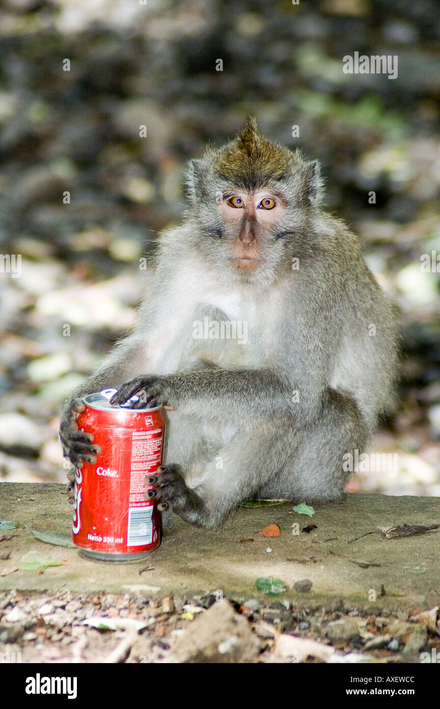 A Balinese Macaque drinks a Coke at the Sacred Monkey Forest Sanctuary ...