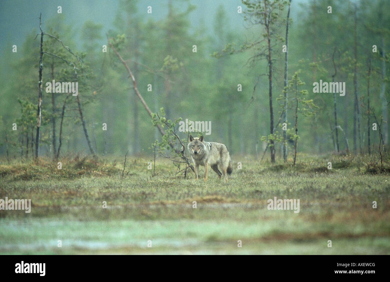 Grey wolf standing hi-res stock photography and images - Alamy