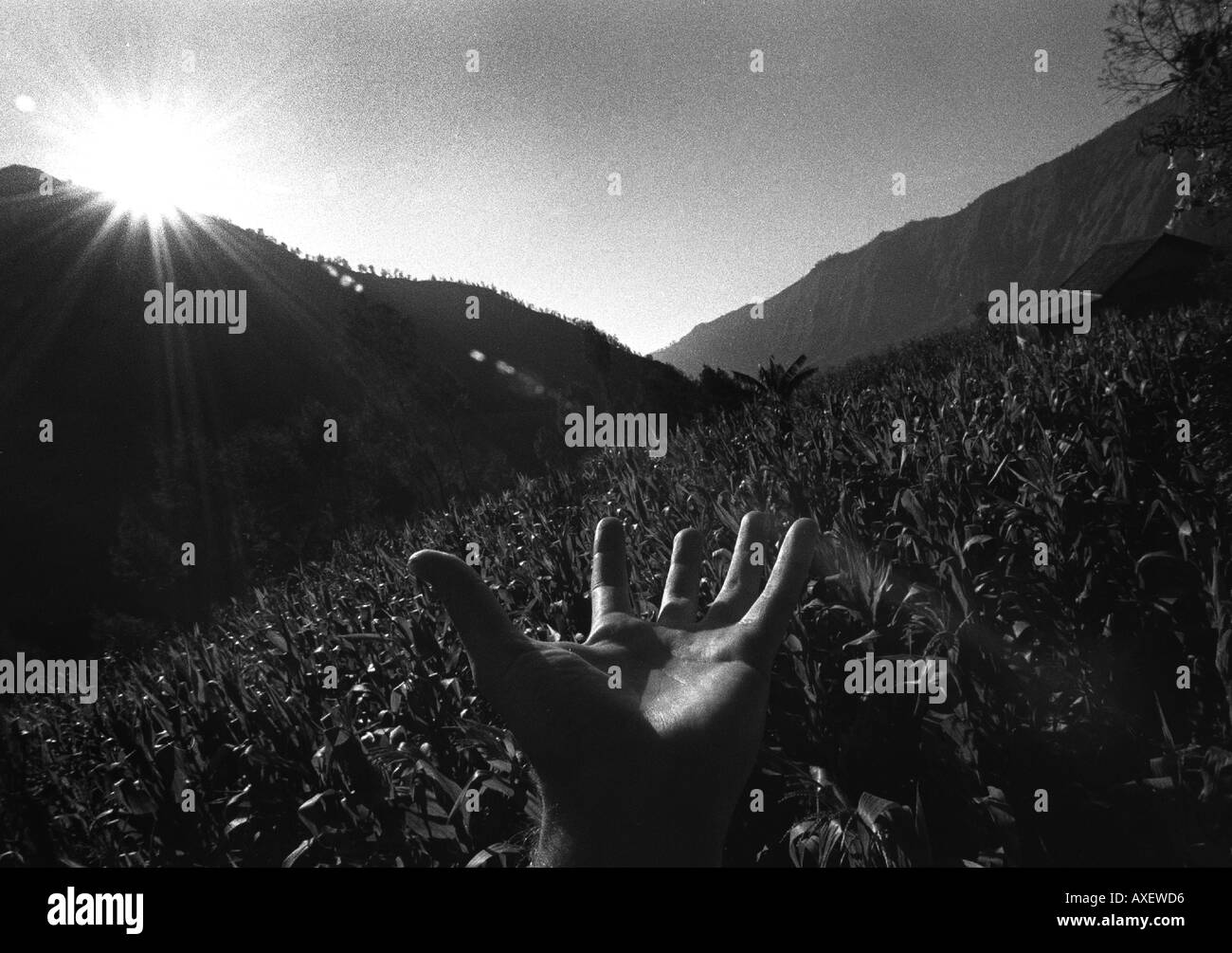 man male palm spread present field corn crop crops outdoor open air day ...