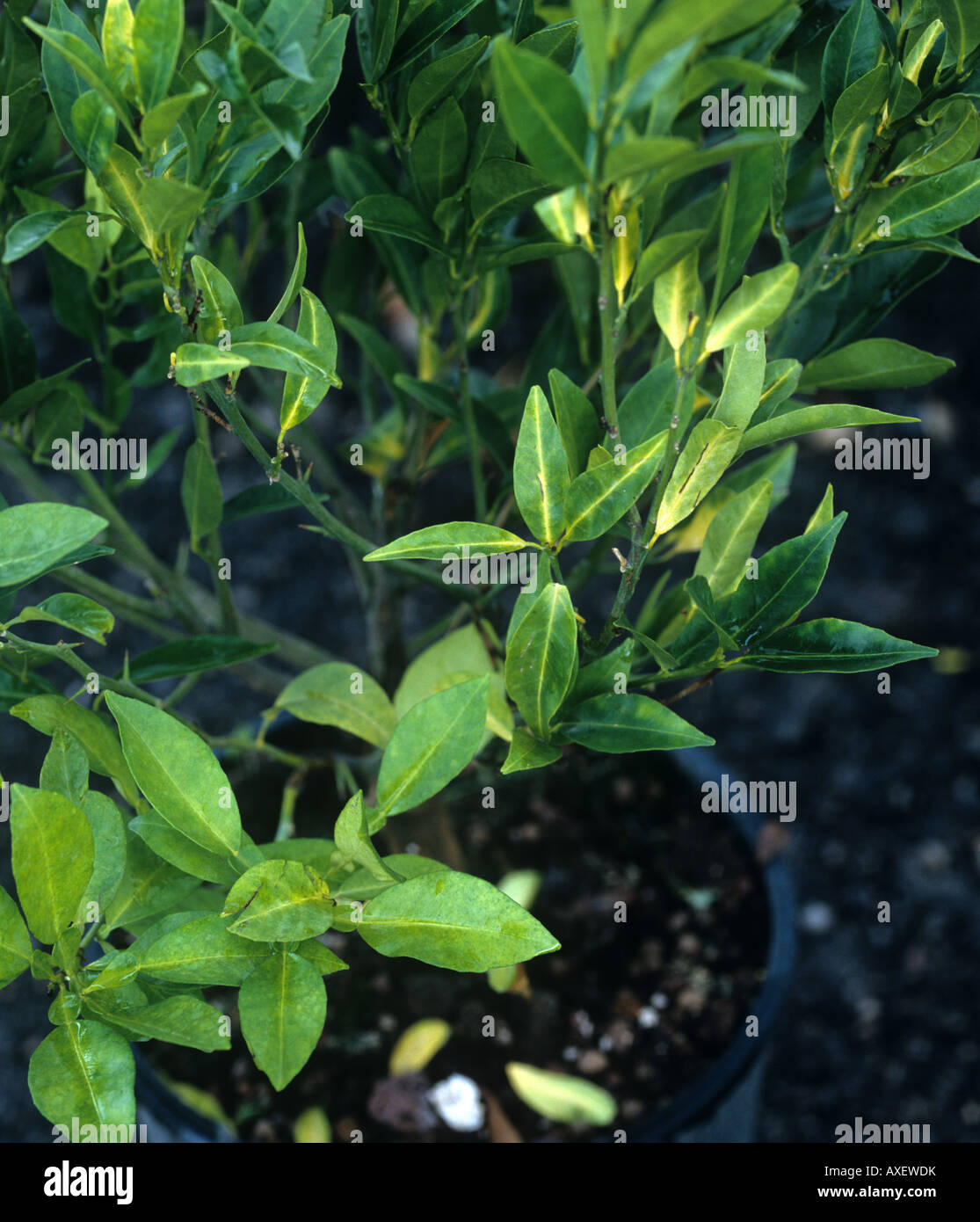 Root rot lemon hi-res stock photography and images - Alamy