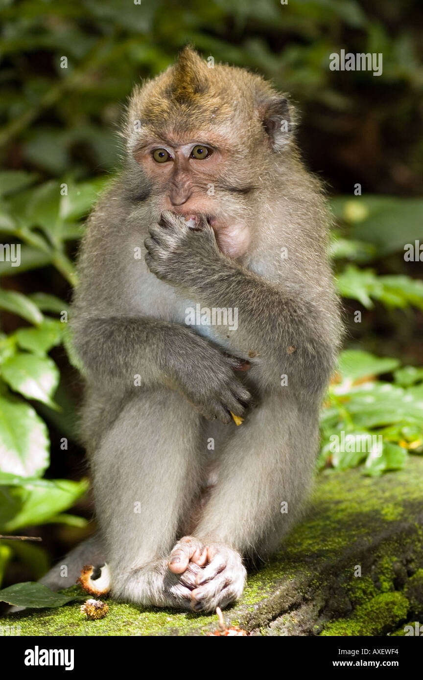A Balinese Macaque eats a rambutan at the Sacred Monkey Forest ...