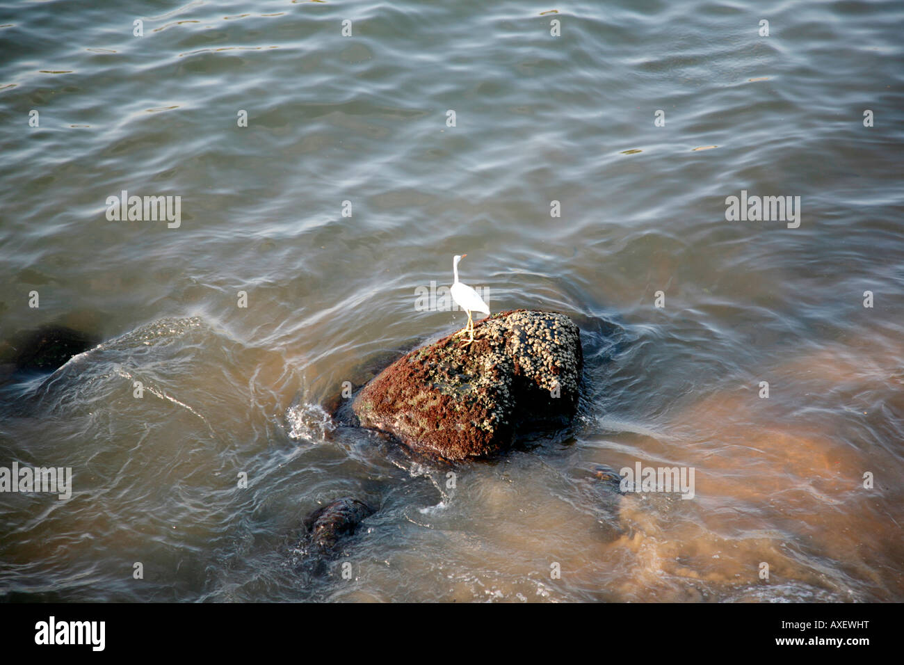 Seeing small waves in beach hi-res stock photography and images - Alamy