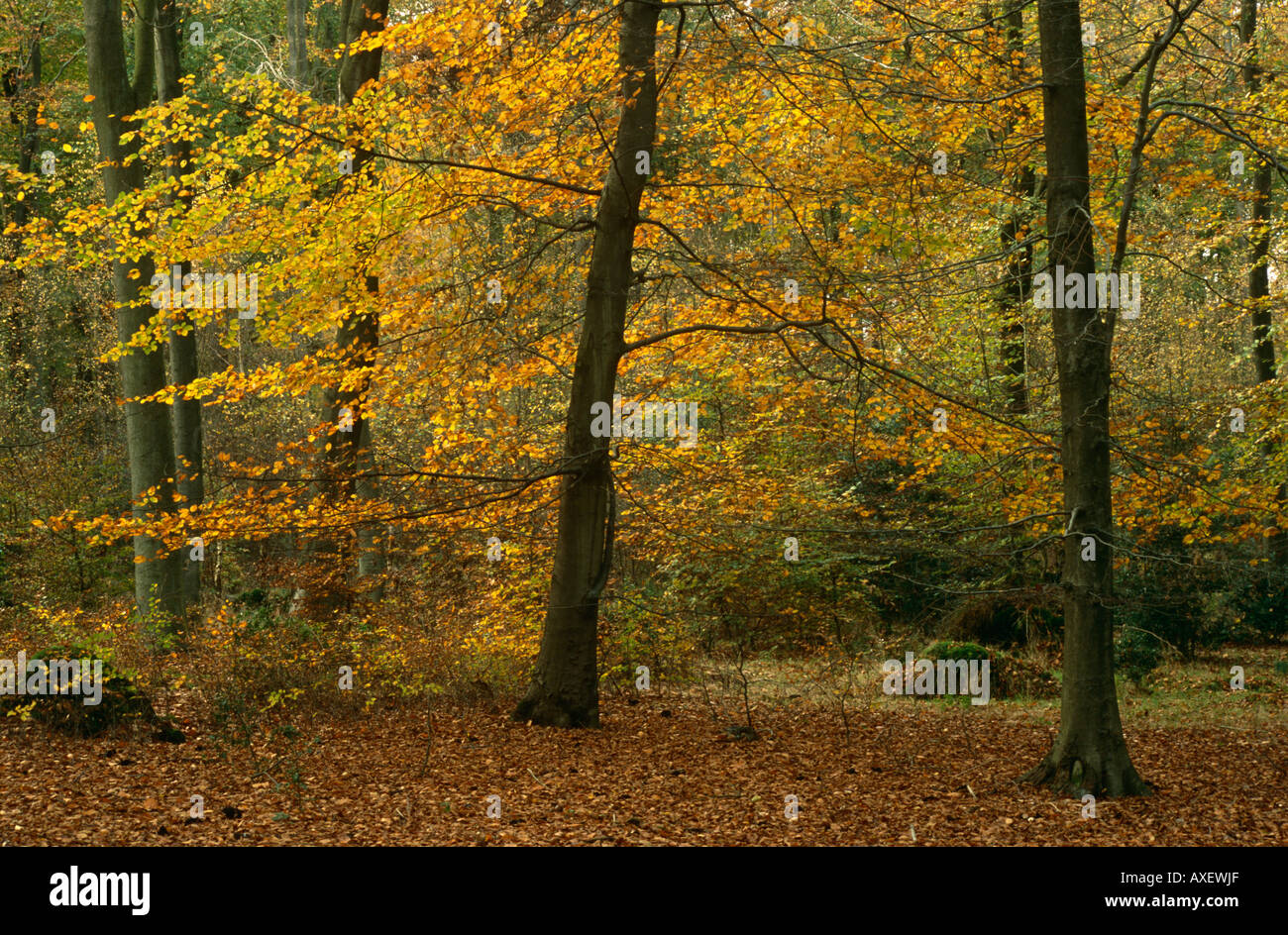 Beech Trees in Autumn, Old Simm's Copse, White Downs, on the North ...
