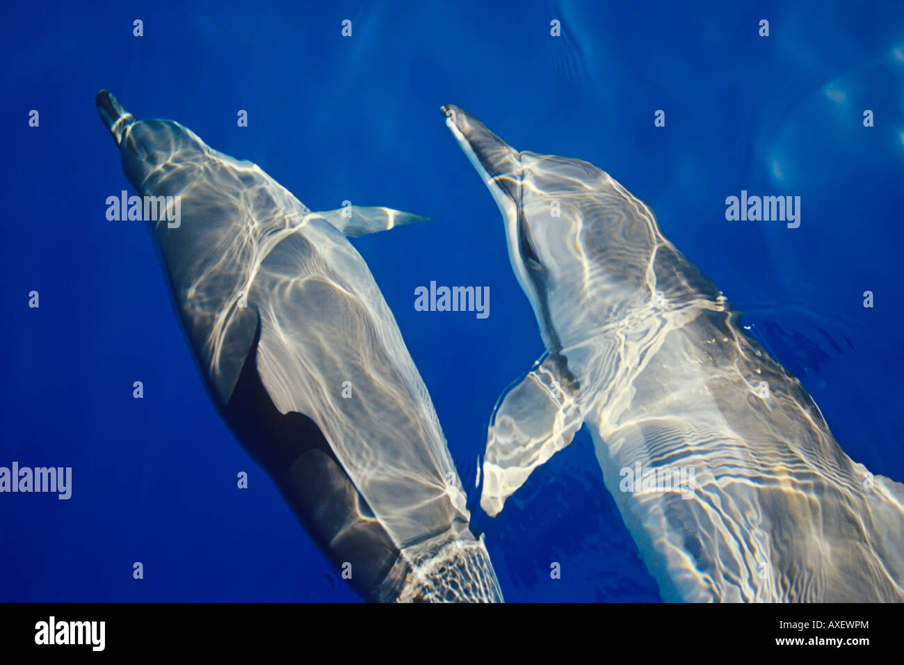 bow riding long snouted spinner dolphins communicating with pectoral ...