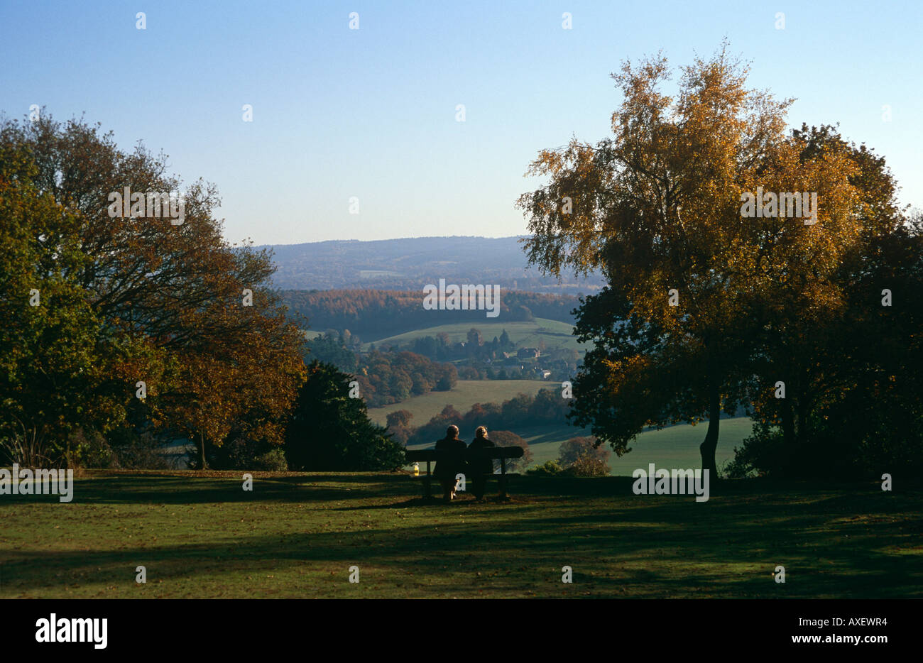 Tree surrey newlands corner hi-res stock photography and images - Alamy