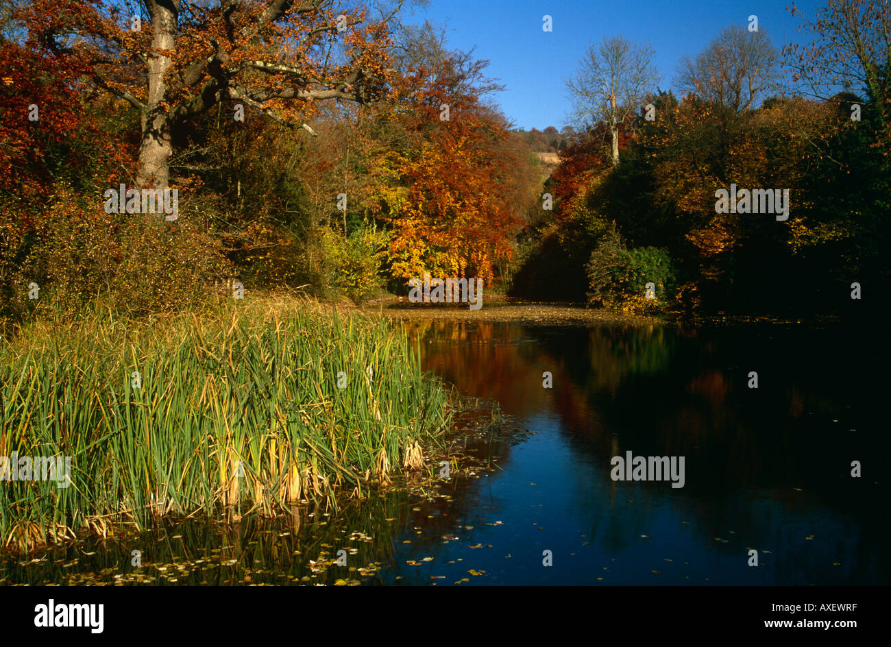 Autumn Colour and Reeds at Sherbourne Pond, by Silent Pool, near Shere ...