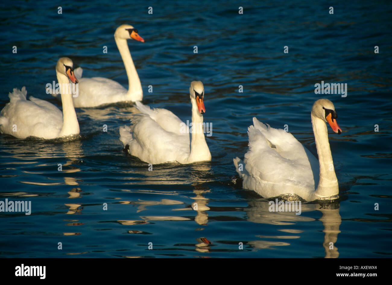 Bird photography surrey hi-res stock photography and images - Alamy
