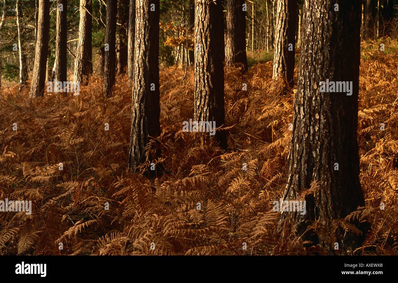 Conifer Tree Trunks and Bracken, in Autumn, Esher Common, near Esher ...