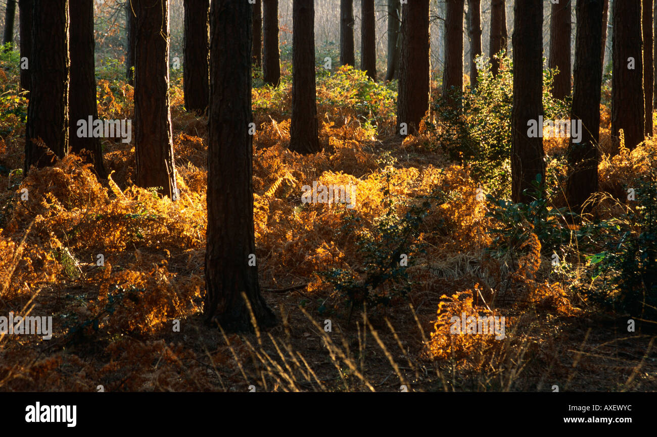 Conifer Tree Trunks and Bracken, Esher Common, near Esher, Surrey ...