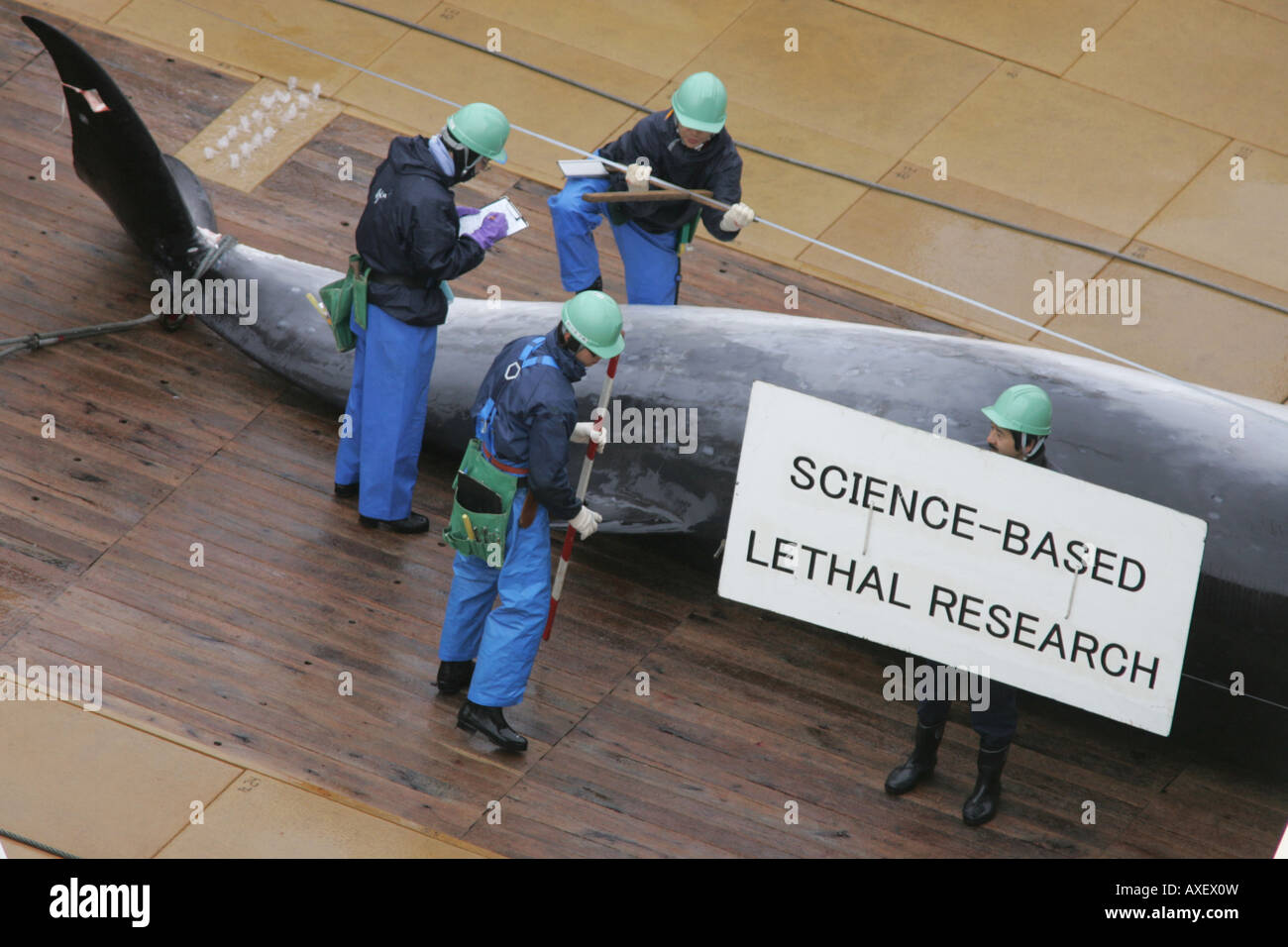 flensing of minke whales continues aboard the deck of the Nisshin Maru ...