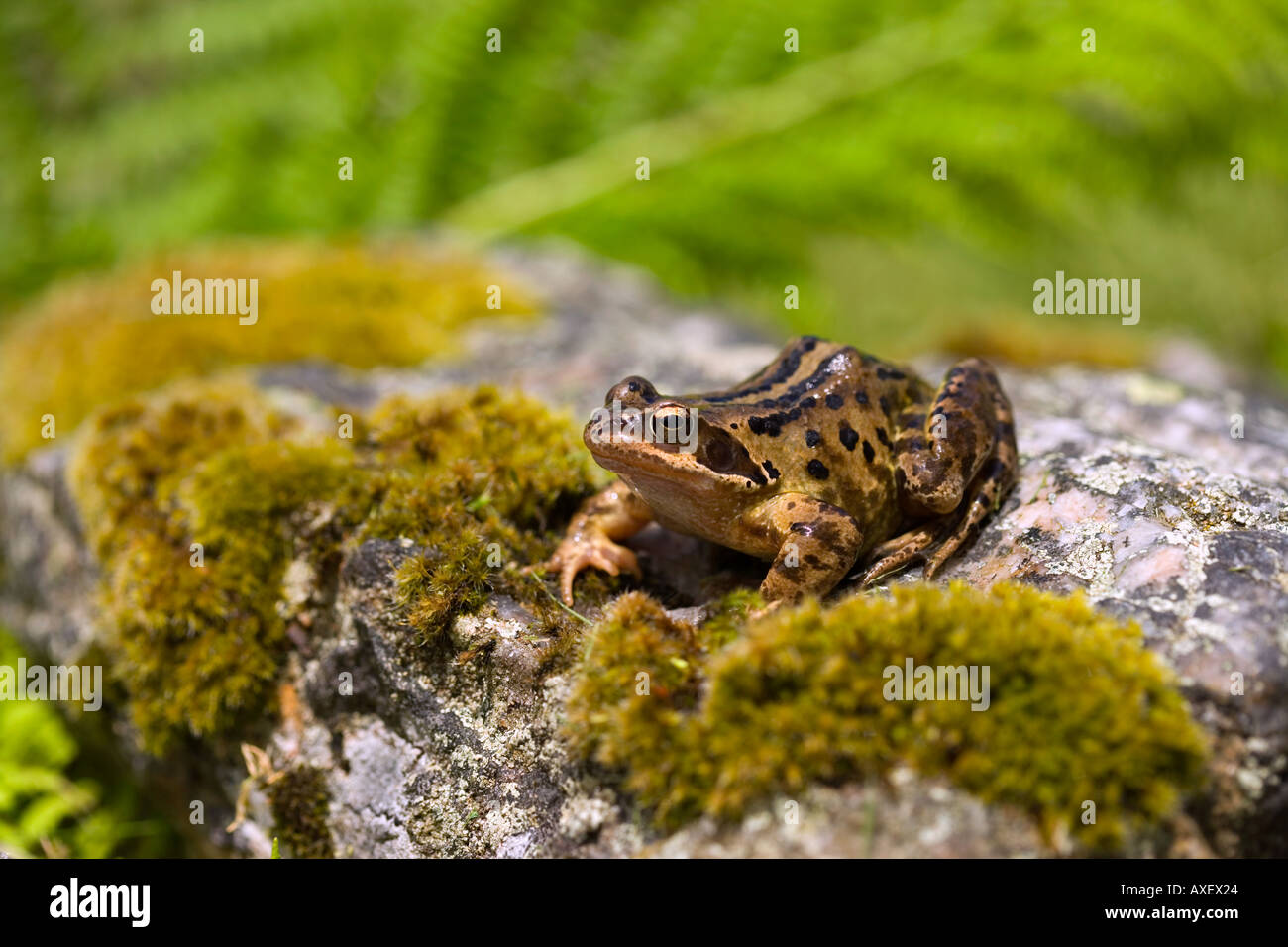 Common Garden Frog Stock Photo - Alamy