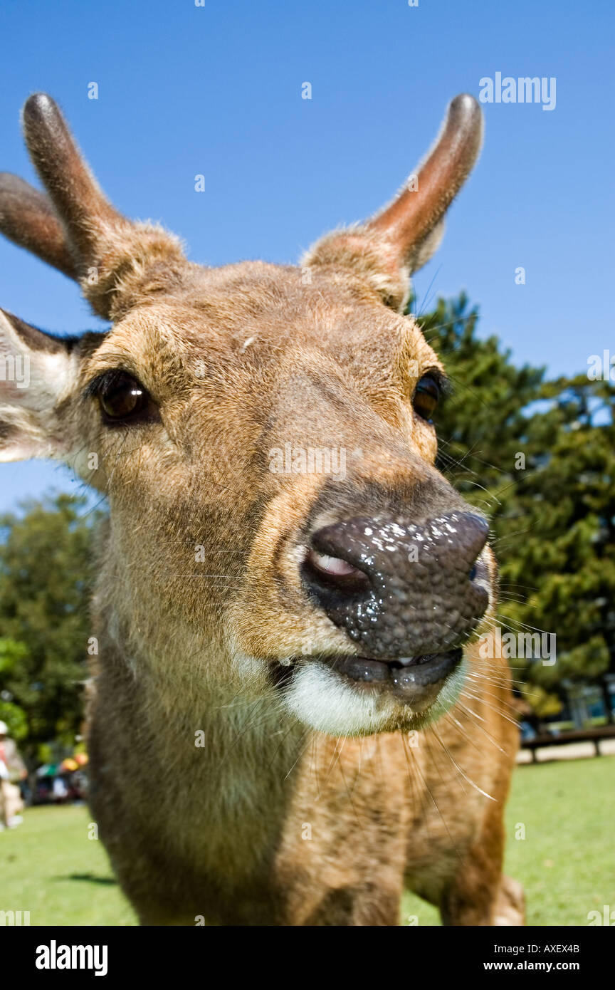 Wild but tame deer roam freely in Nara Park Nara Japan Stock Photo - Alamy