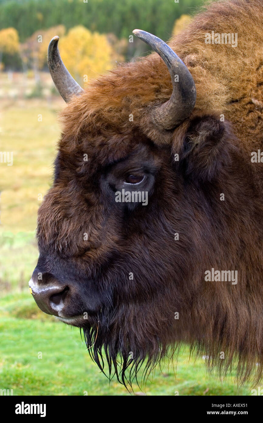 Bisons face hi-res stock photography and images - Alamy