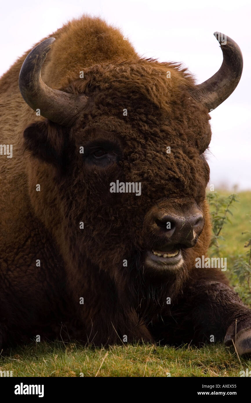 Bison sitting on grass hi-res stock photography and images - Alamy