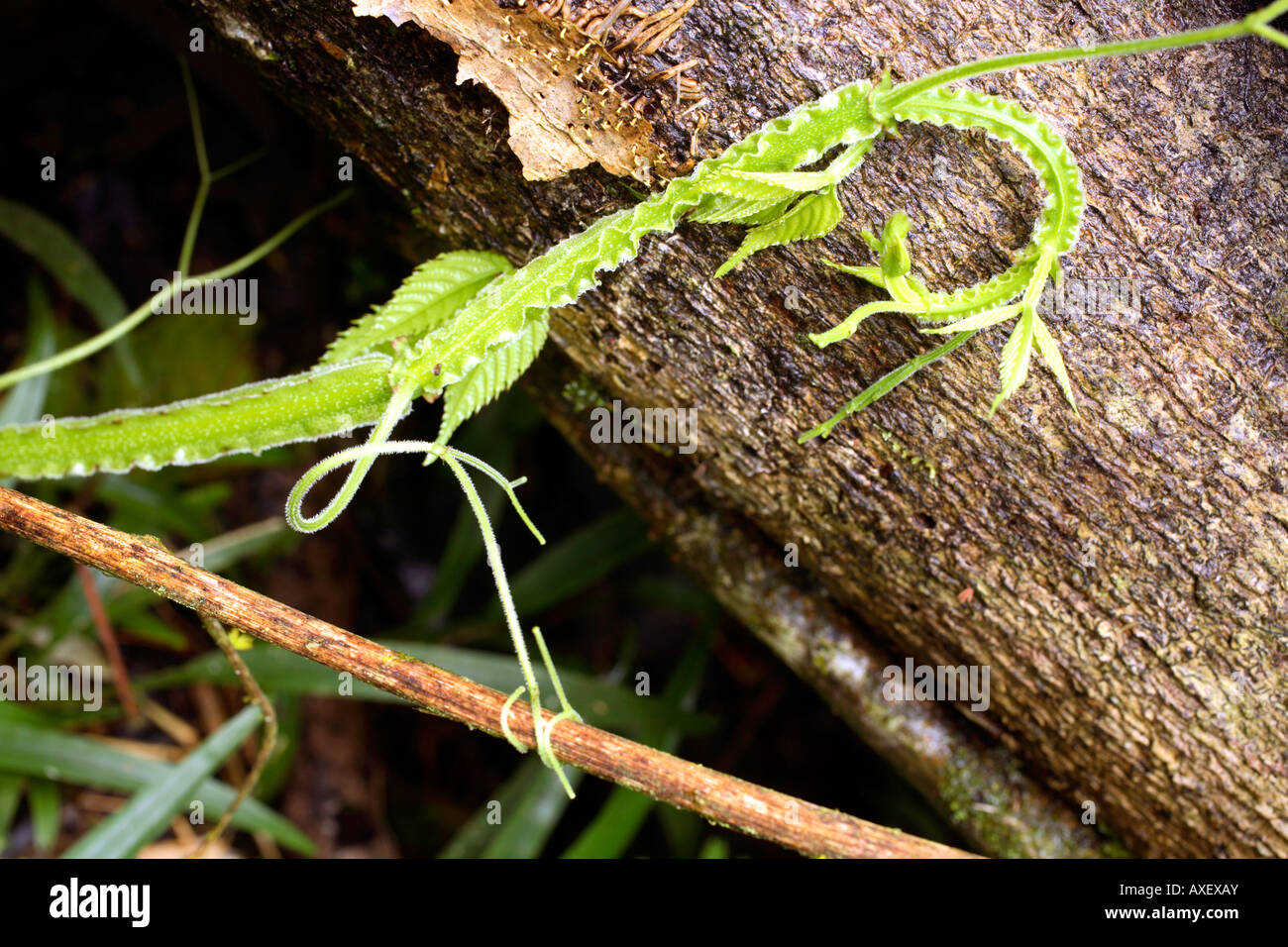 Passiflora tendrils hi-res stock photography and images - Alamy