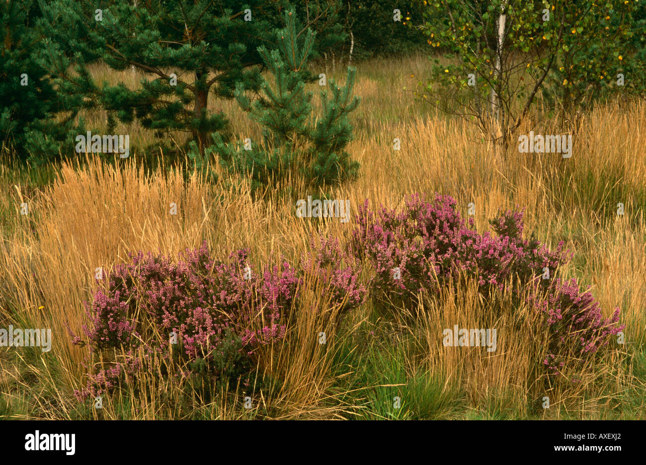 Heather grasses chobham common surrey hi-res stock photography and ...