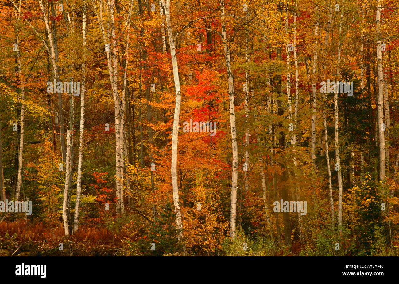 Autumn Birch Trees, Valley Lake, Woodbury, near Montpelier, Vermont ...