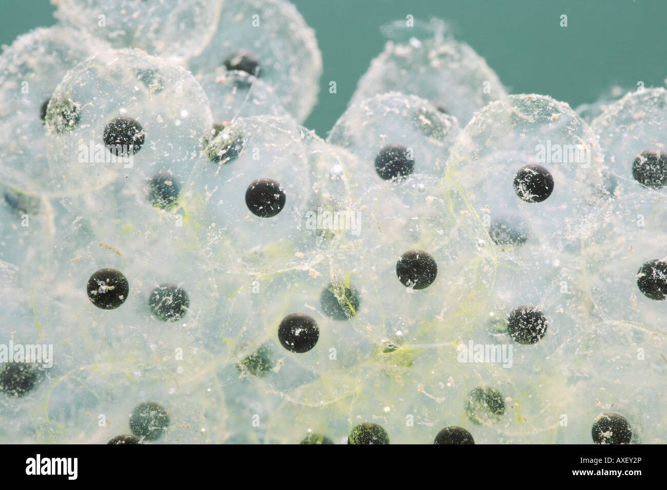 Frogspawn Rana temporaria fresh common frog 1 x at 35mm green ...