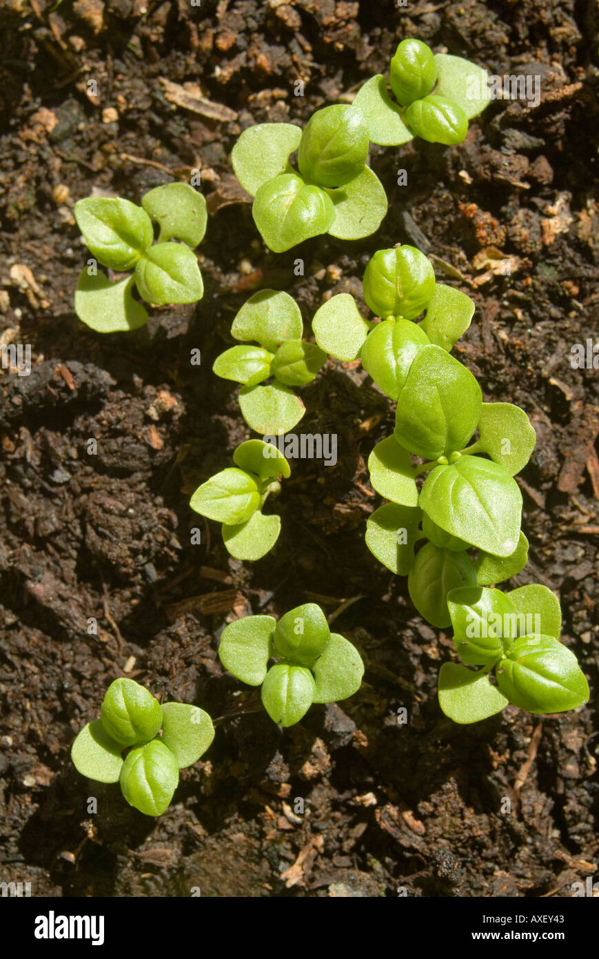 Basil seedlings at first leaf stage Ocimum Basilicum Stock Photo - Alamy