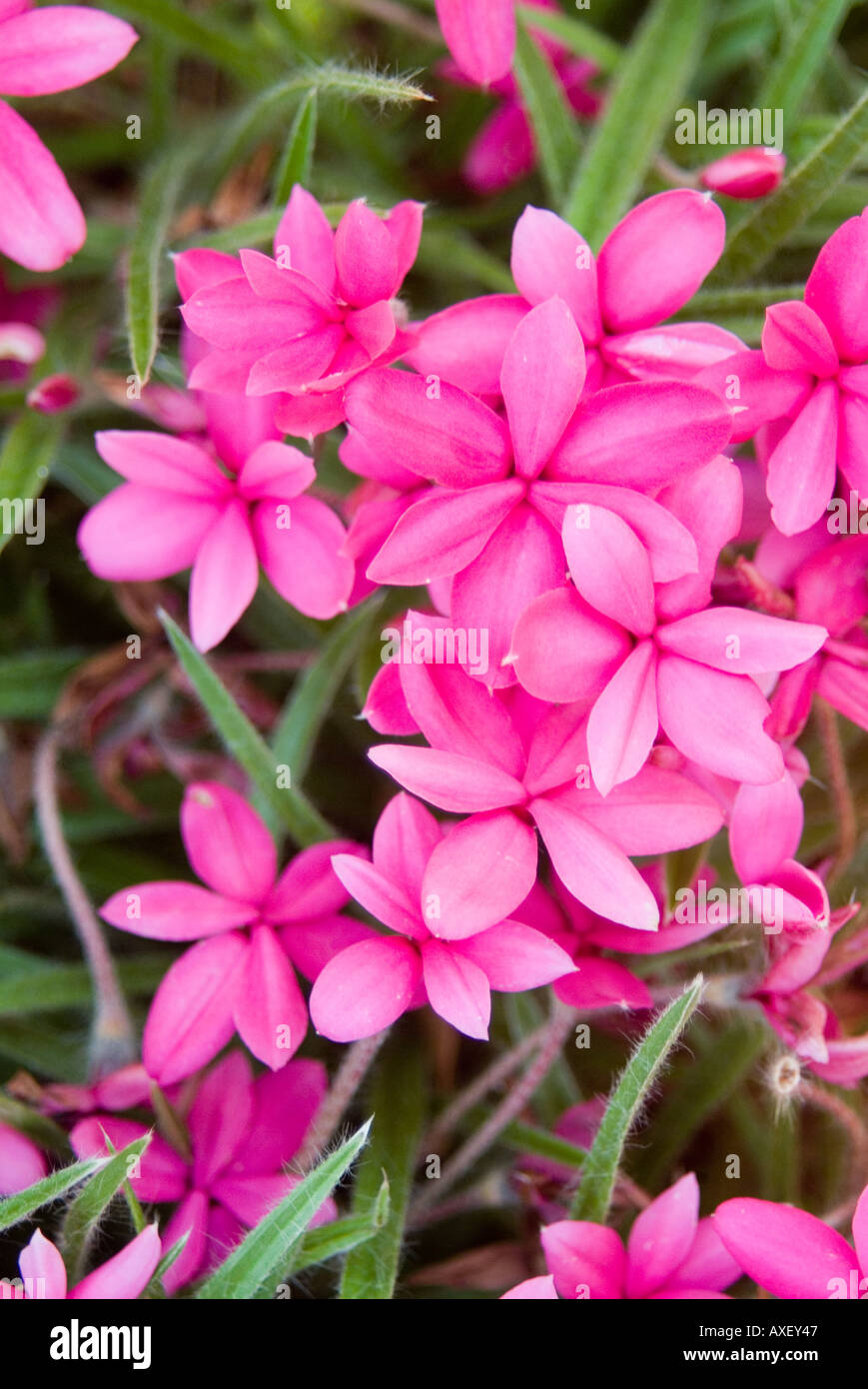 Rhodohypoxis baurii hi-res stock photography and images - Alamy