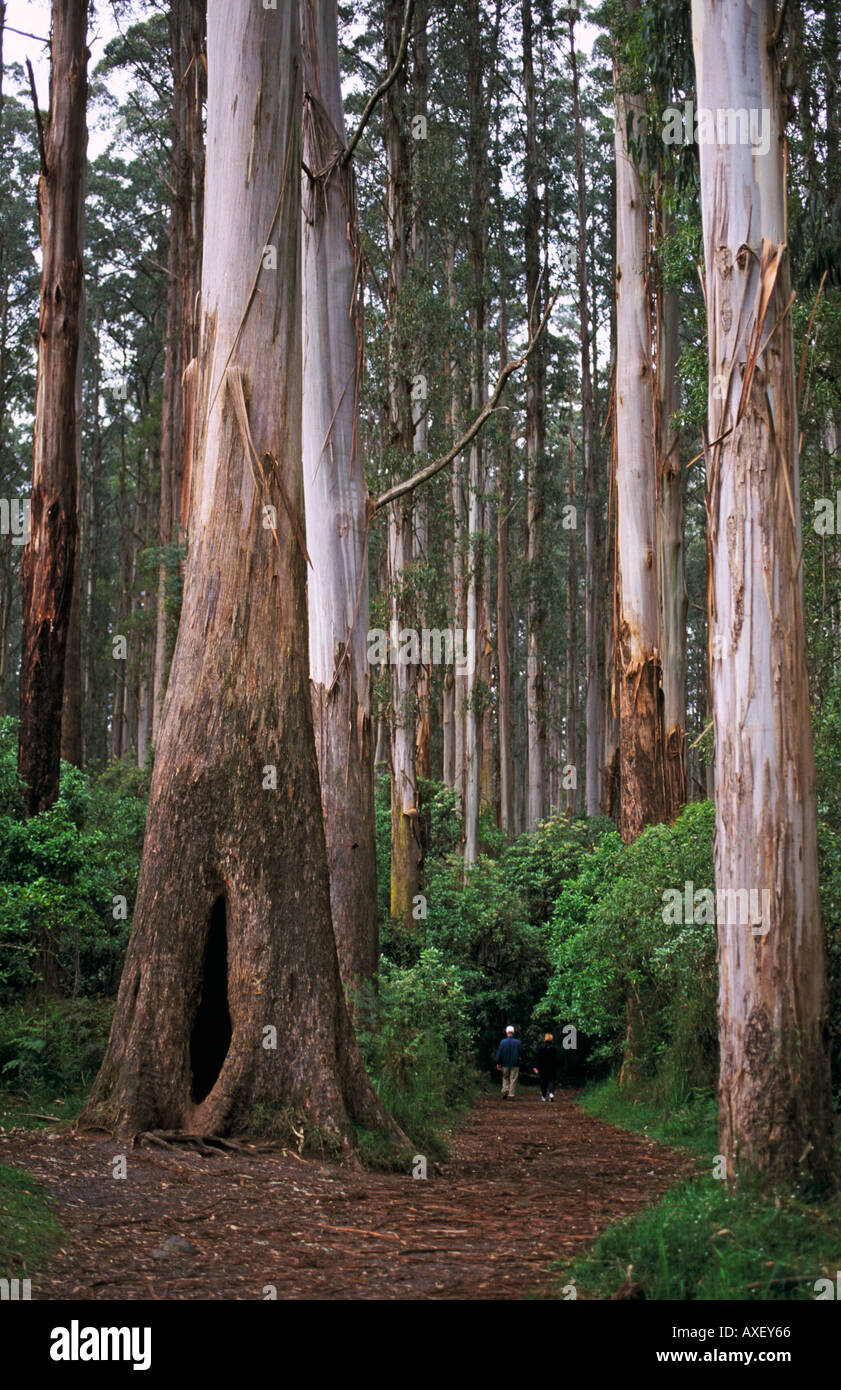Sherbrooke Forest Dandenong Ranges Victoria Australia vertical ...