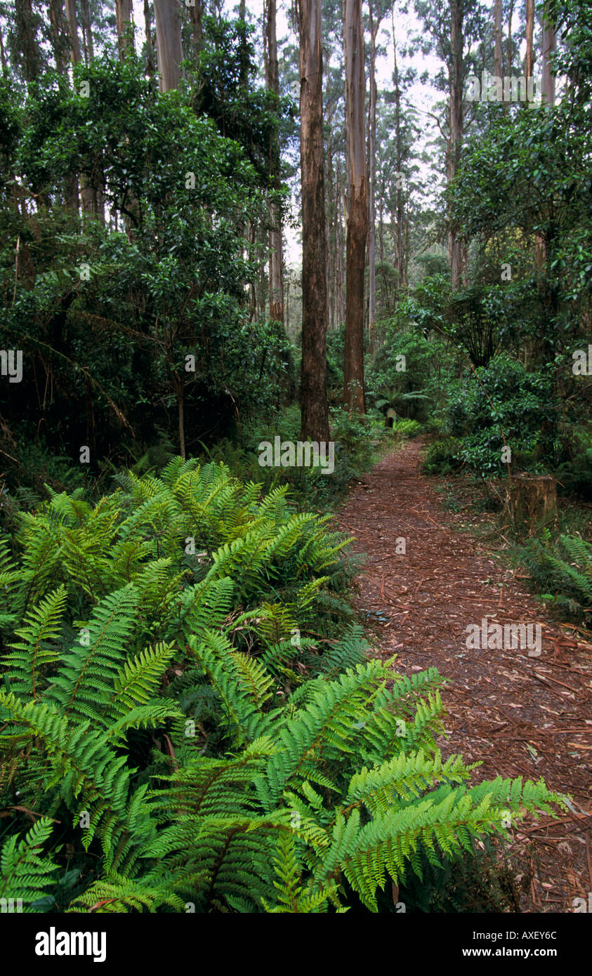 Sherbrooke Forest Dandenong Ranges Victoria Australia vertical ...