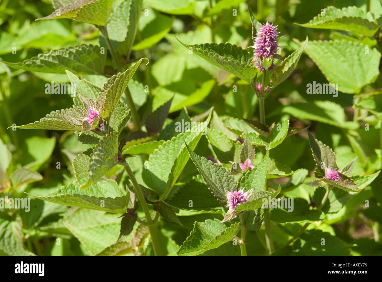 Ansie hyssop Agastache foeniculum Stock Photo - Alamy