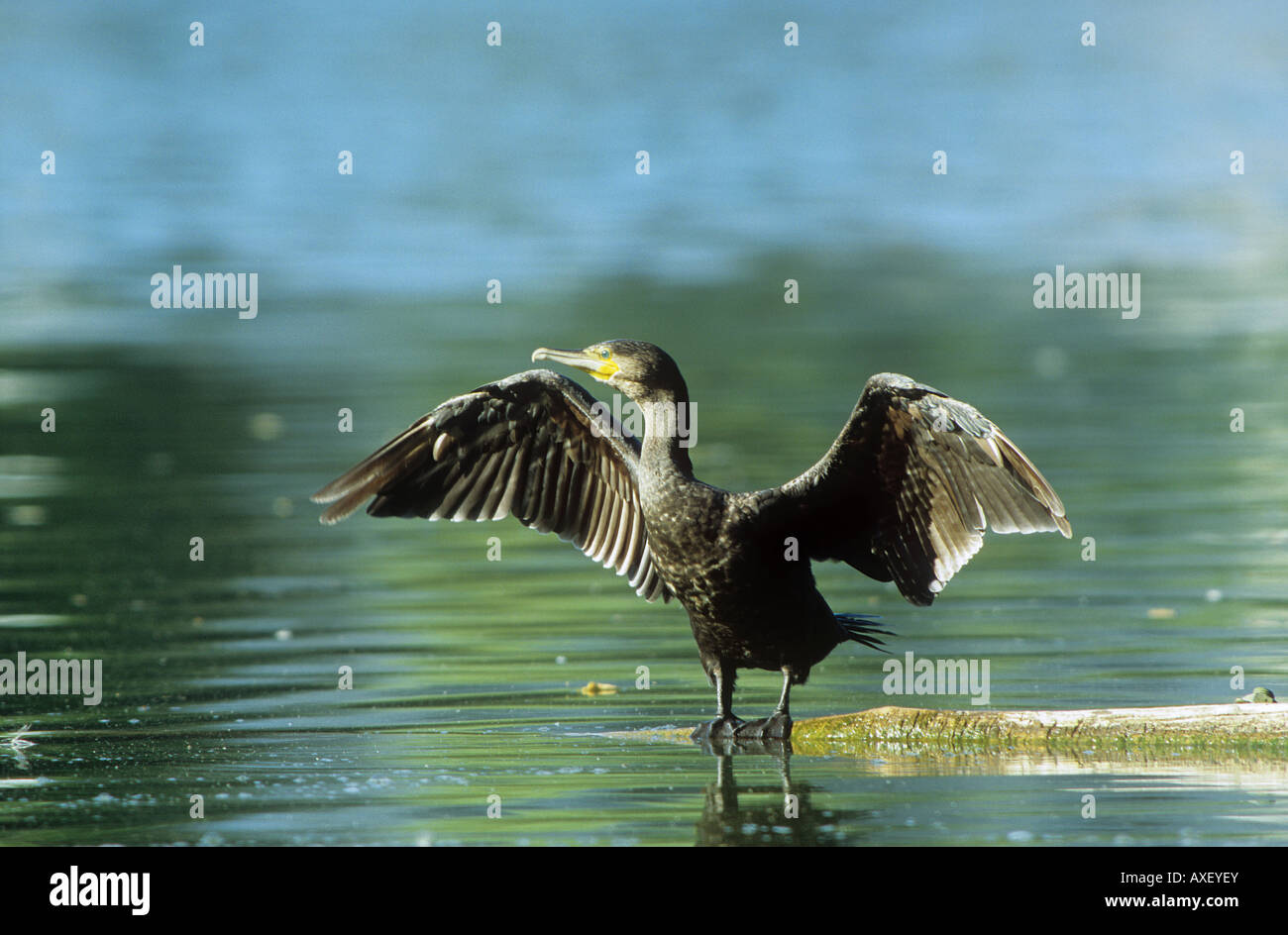 Cormorant water hi-res stock photography and images - Alamy